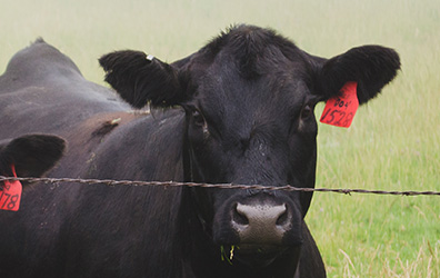 Home - Narrow Gate Cattle Company